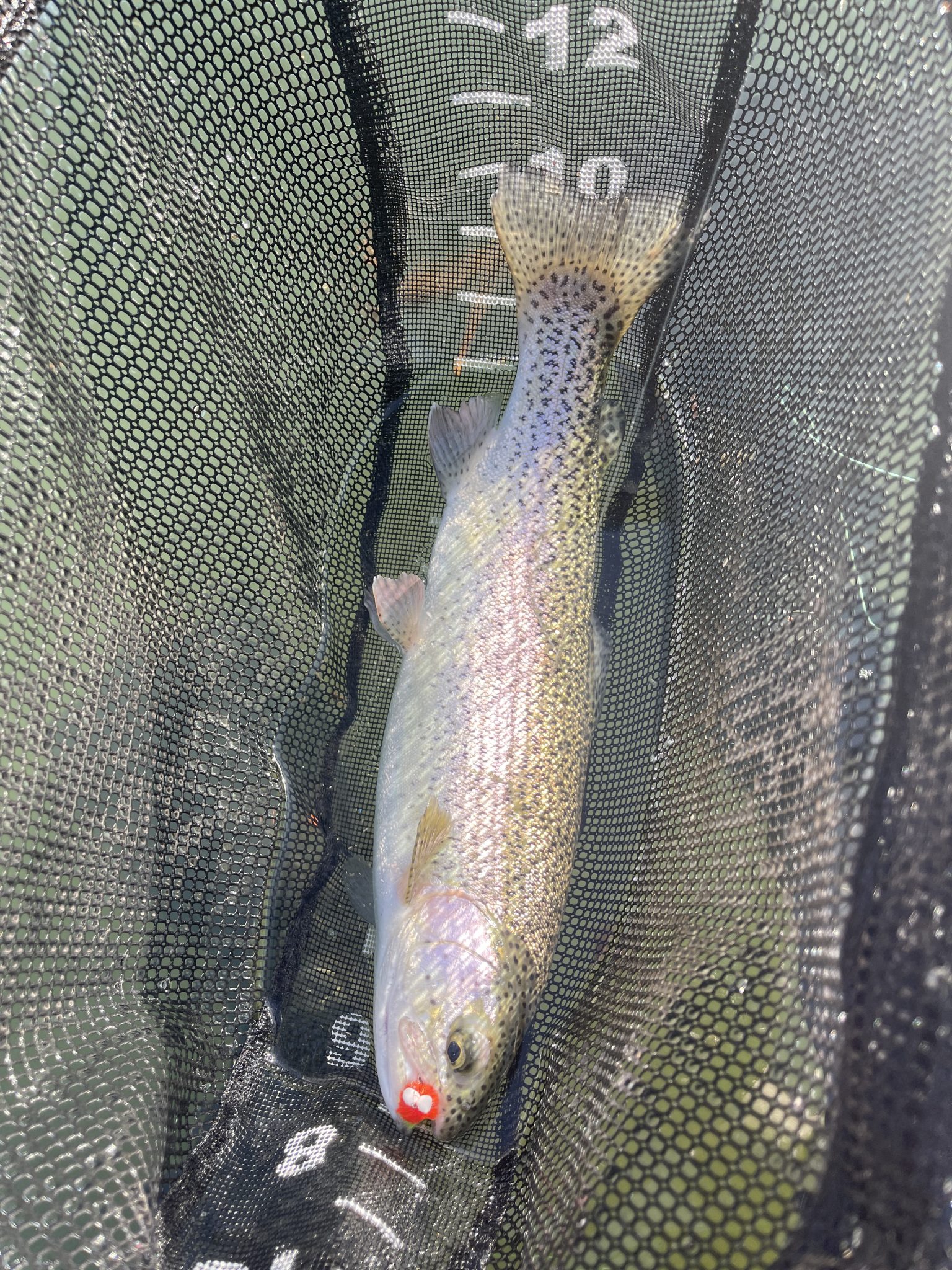 Oregon Fly Tying